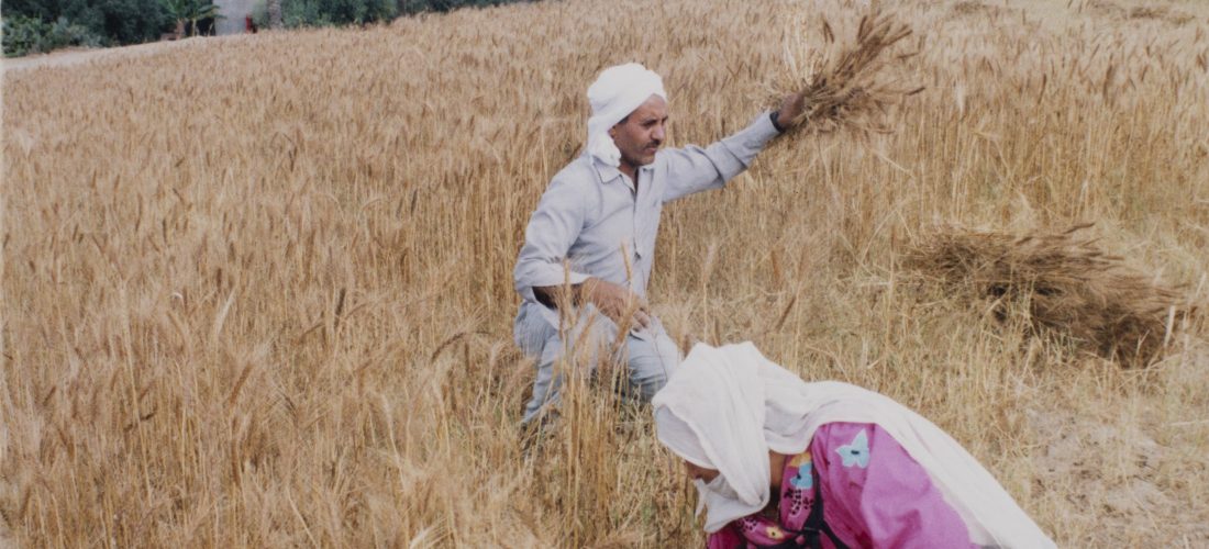 'Thread Memory: Embroidery from Palestine' an Online Talk with Rachel ...